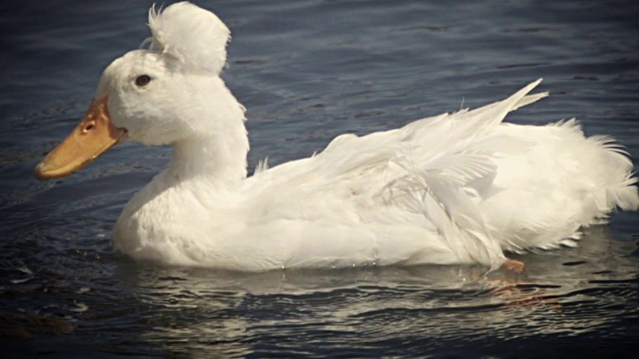 10 Almighty Ducks - YouTube