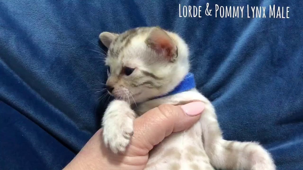 Snow Lynx Bengal Kitten - YouTube
