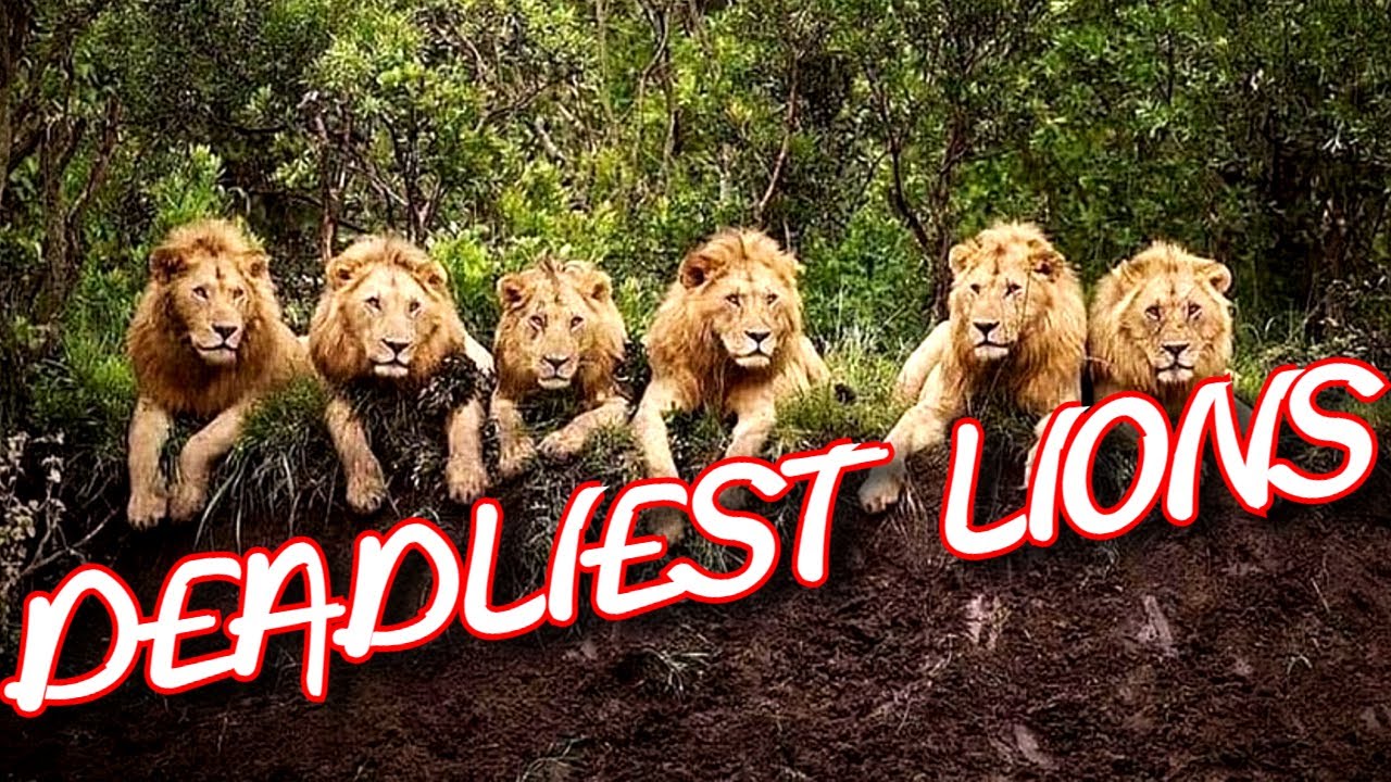 The Mapogo Coalition | South Africa's Most Dangerous Lions - YouTube