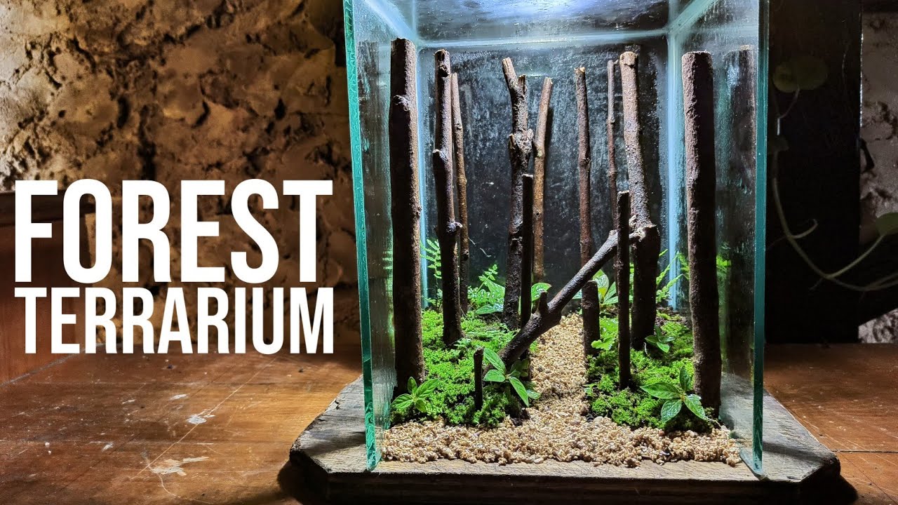 Making a Simple Mini Forest Terrarium - YouTube