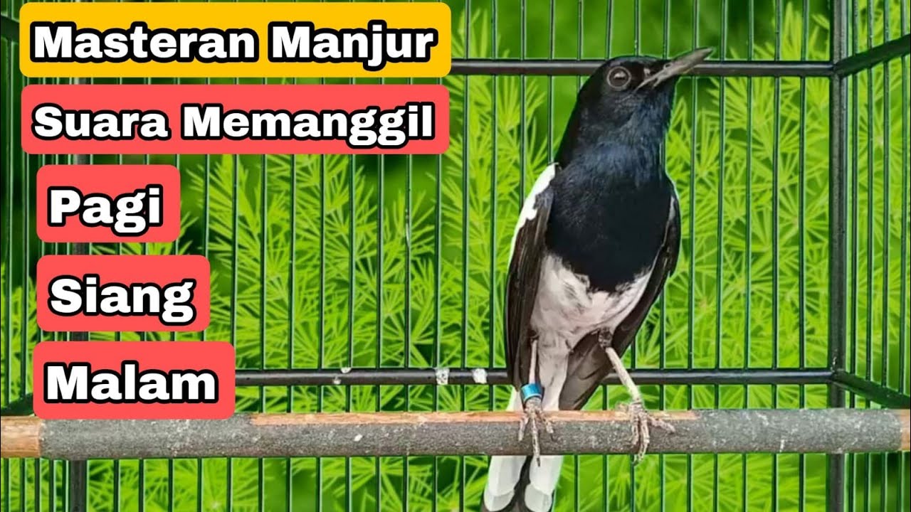Masteran Kacer Manjur Pagi Siang Malam Terbukti Ampuh - YouTube