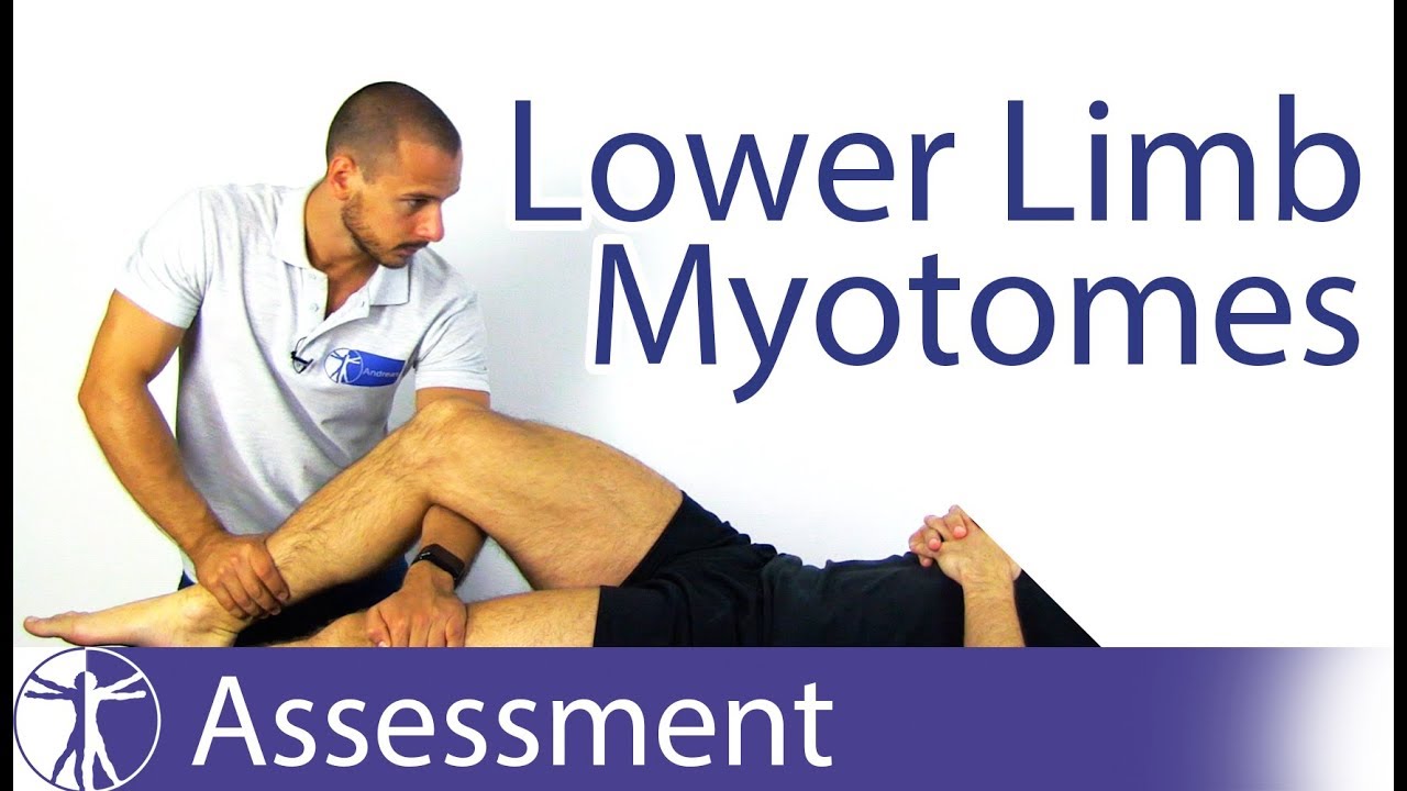 Myotomes Lower Limb Peripheral Neurological Examination YouTube
