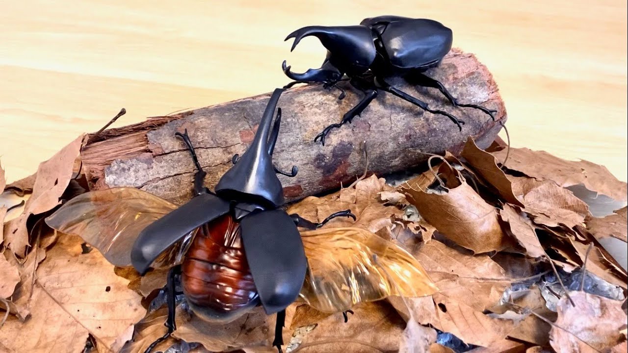 【Gachapon in Japan】Opening Japanese Capsule Toy Beetle - YouTube