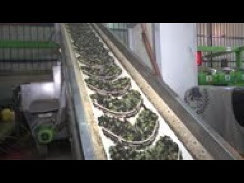Engineer recycles olive pomace into fuel pellets - YouTube