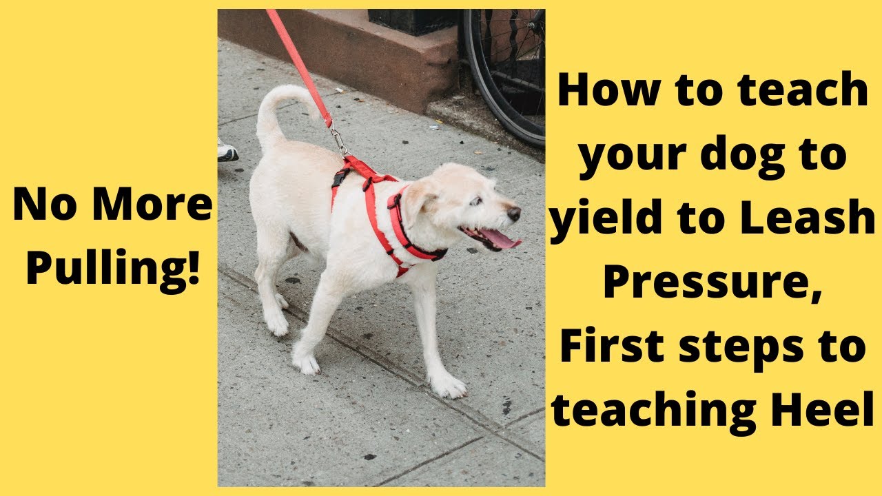 How to teach your dog to yield to leash pressure, no more pulling on ...