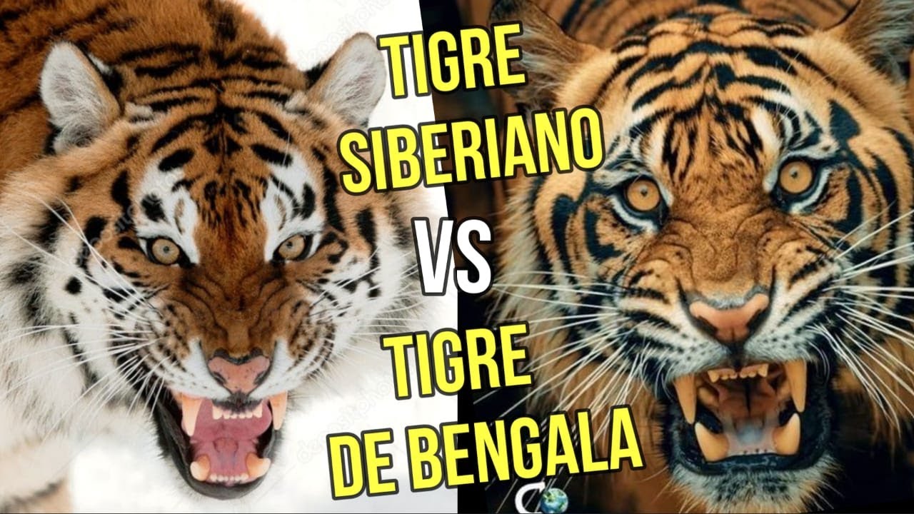 Tigre Siberiano Vs Tigre De Bengala: A Luta de Imperadores. - YouTube