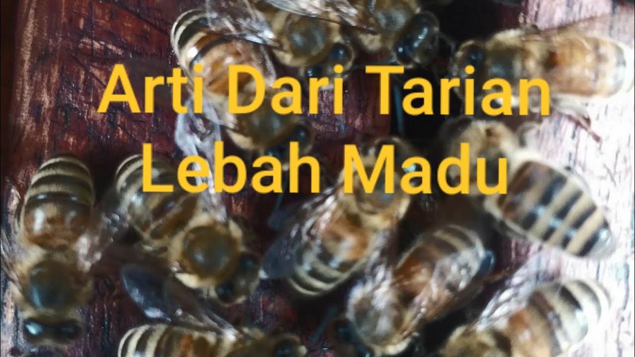 TARIAN LEBAH || WAGGING DANCE - YouTube