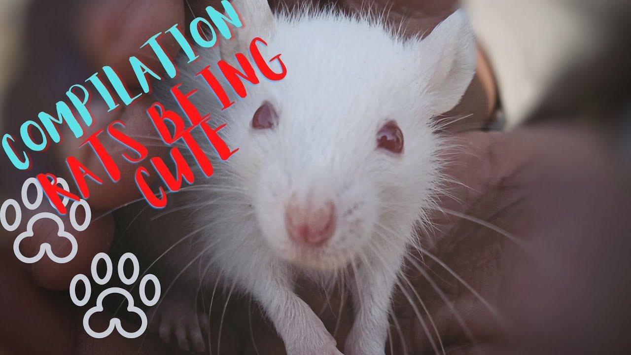 One Hour Of Rats Just Being Cute Compilation ♥ Cutie Pet Lovers - YouTube