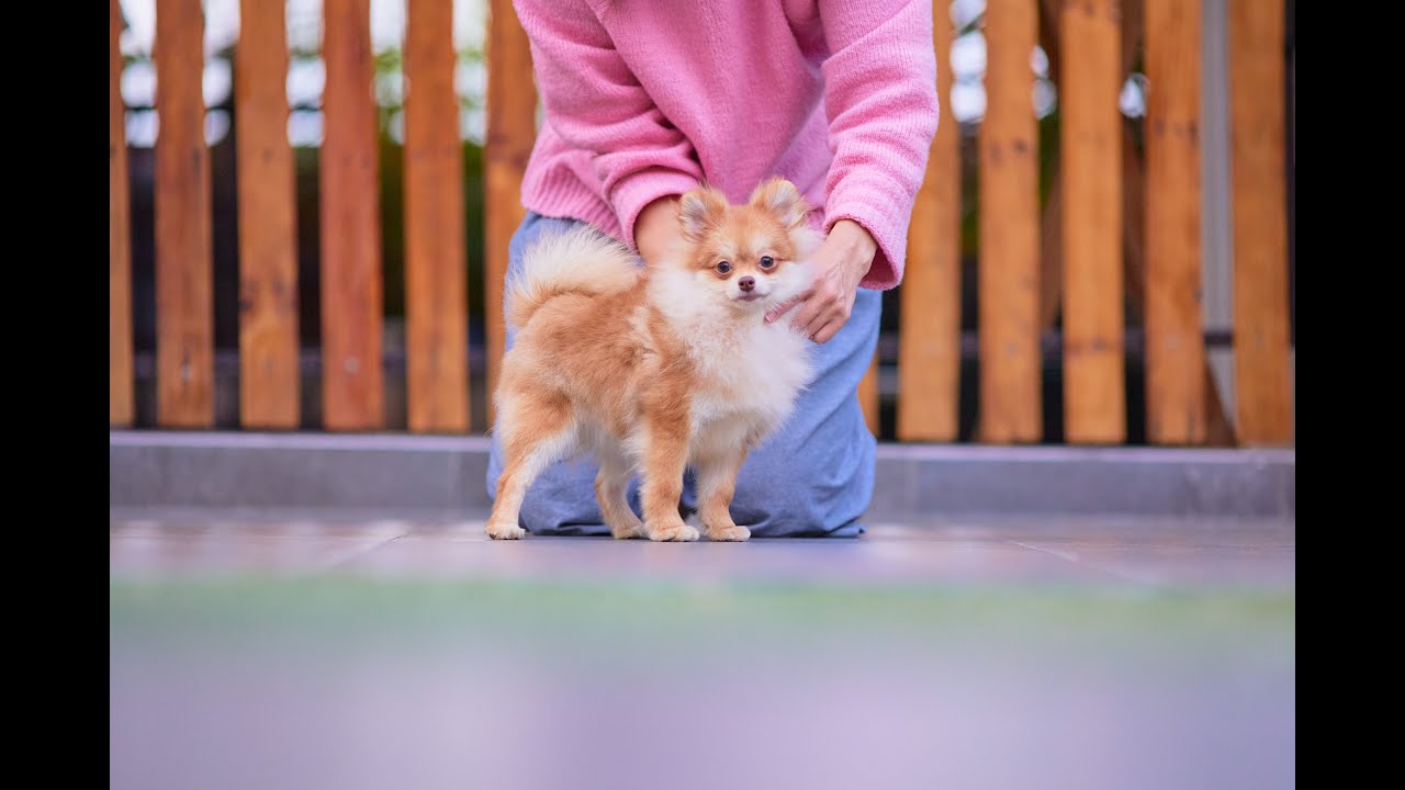🐶💜 $30,000 hembra naranja con pedigree CEL1710 CHRISTY COMPACTA OJOS ...