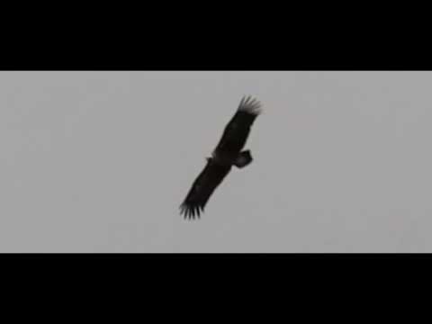 Kızılcahamam Kara Akbaba Gördük