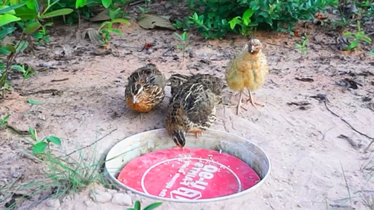 Unbelievable Creative Unique Underground Bird Trap Using U-90 Bottle ...