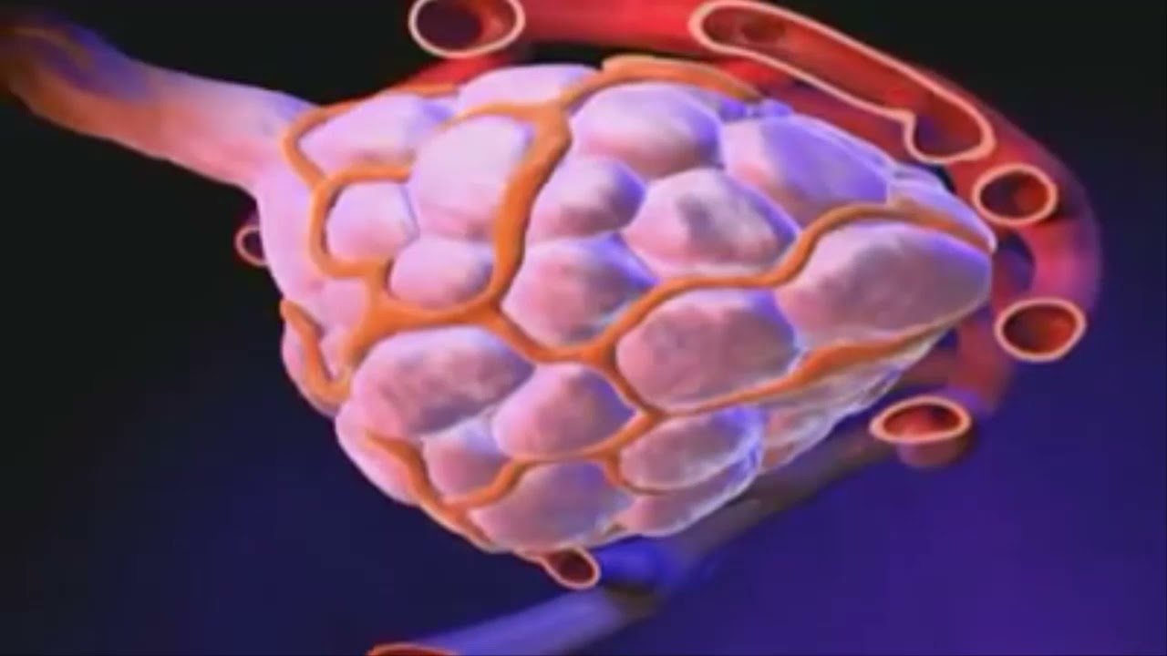 Anatomía y fisiología de la mama - YouTube