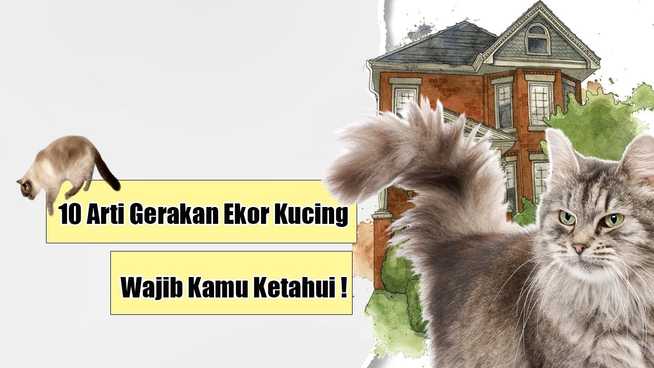 10 Arti Gerakan Ekor Kucing l Wajib Tahu Sob! - YouTube