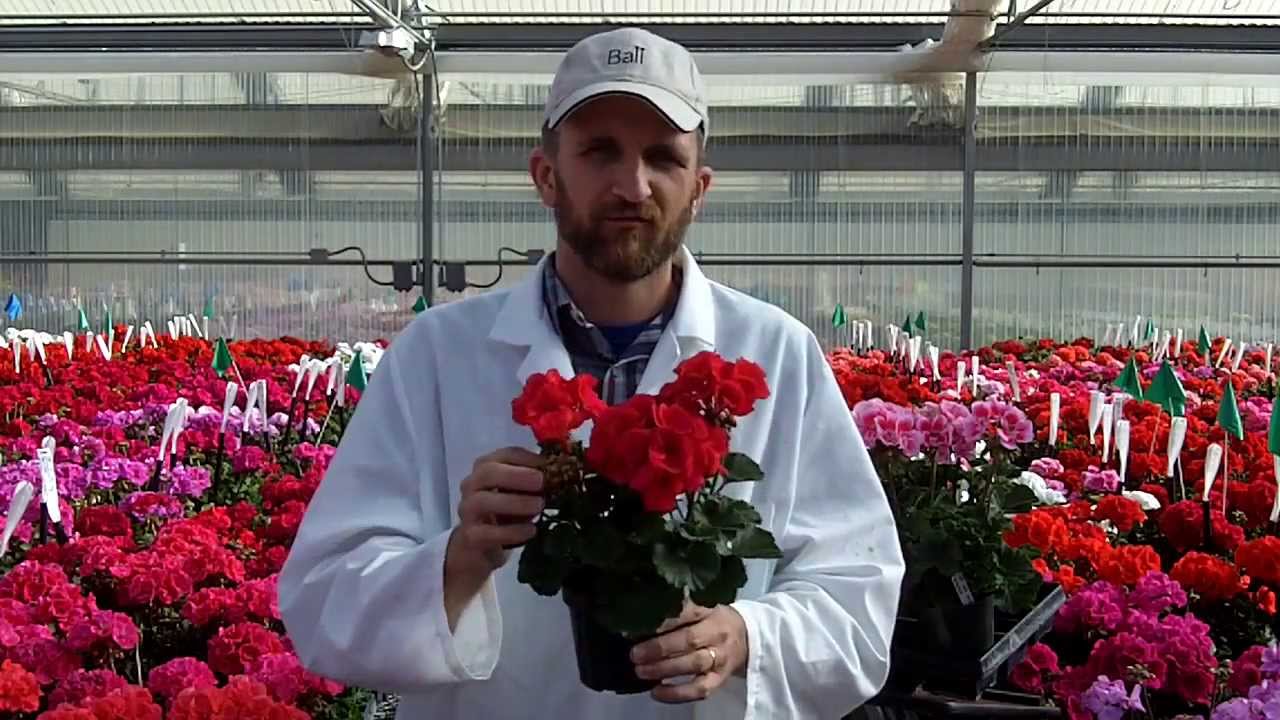 Culture tips for Presto Zonal Geranium - YouTube