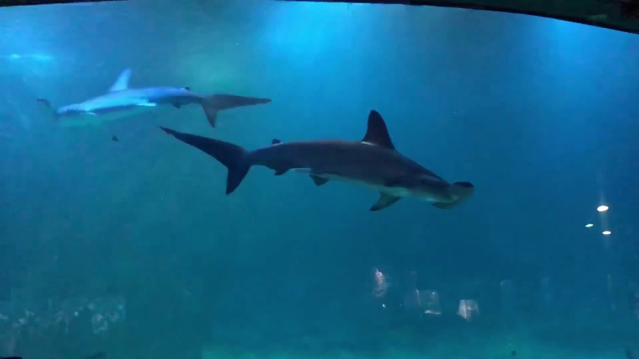 ONE DAY AT SEAWORLD ANCOL JAKARTA - YouTube