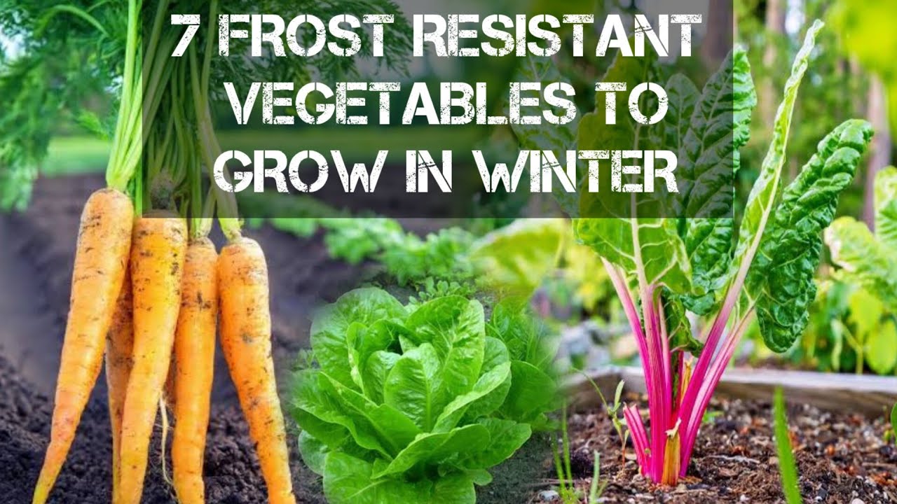 The most frost resistant vegetables in winter? How to grow vegetables ...