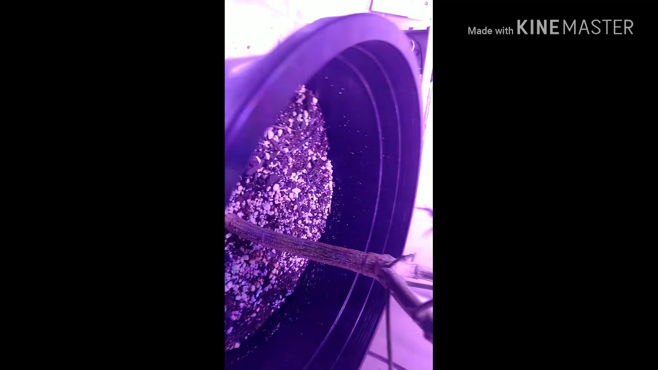 Cannabis grow time lapse - YouTube