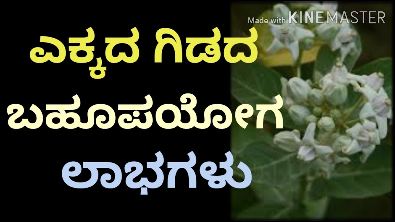 ಎಕ್ಕದ ಗಿಡದ ಉಪಯೋಗಗಳು// ekkada (calotropis) plant uses in kannada ...
