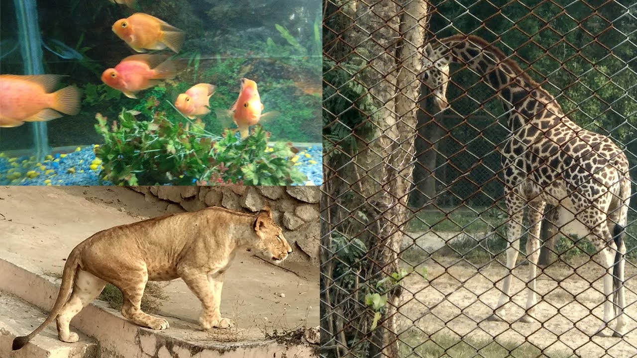 A Day at Lucknow Zoo | Leopard, Lion, Giraffe, Deer, Hukku All in HD ...