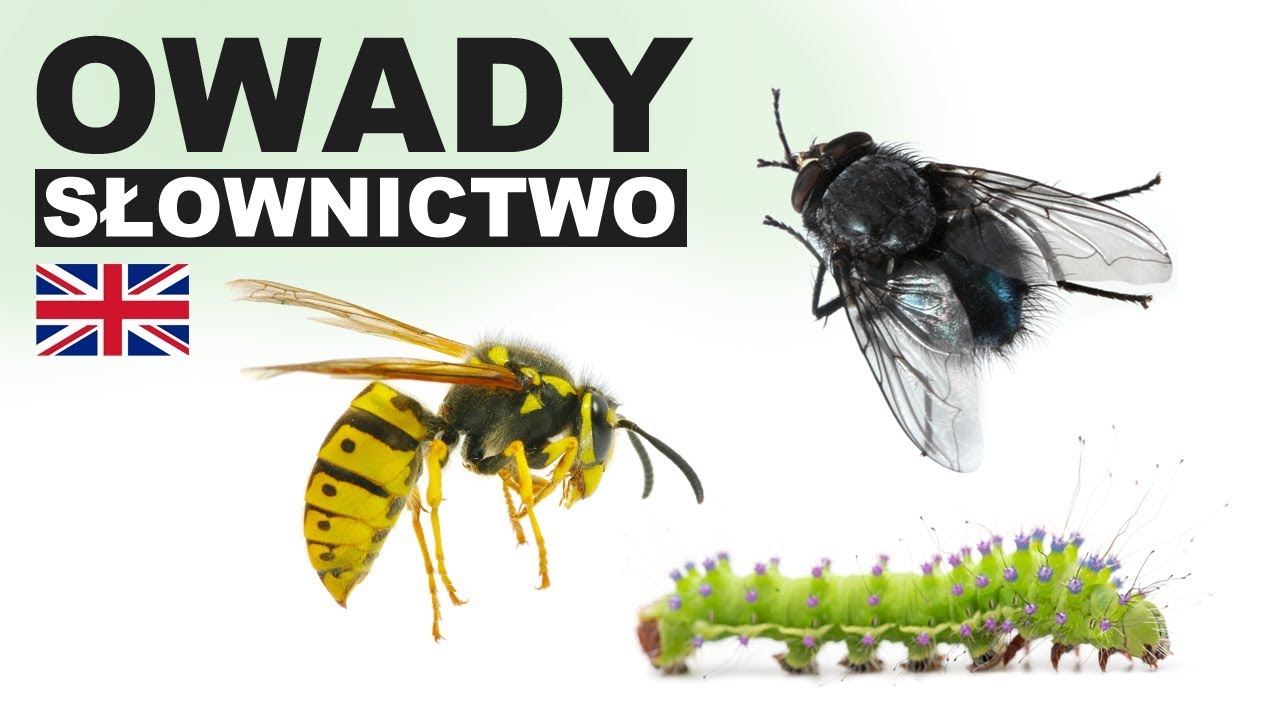 Learn Polish Vocabulary - Insects 2 (Owady) - YouTube