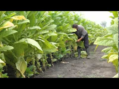 tütün tarlası hasadı