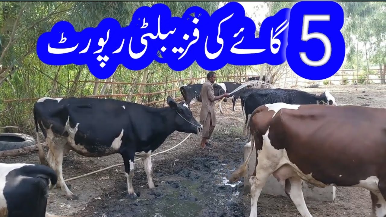 Dairy Farming In Pakistan Cow Farming For Milk YouTube dairy-farming-in-pakistan-cow-farming-for-milk-youtube