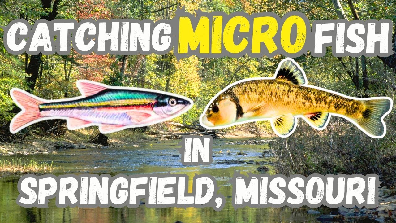 Catching MICRO Fish in a Creek | Springfield, Missouri - YouTube