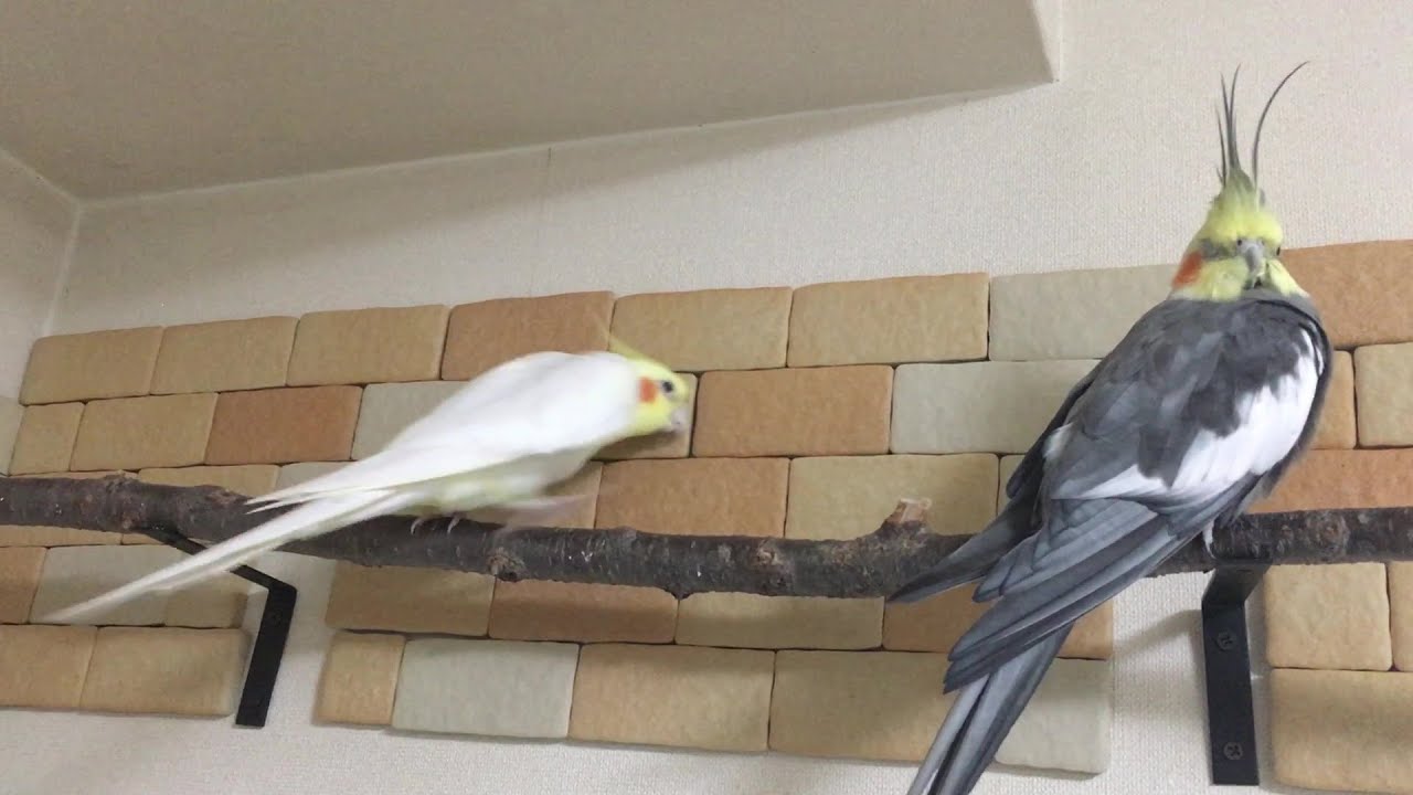 Encouraging birb and Relaxing birb - YouTube