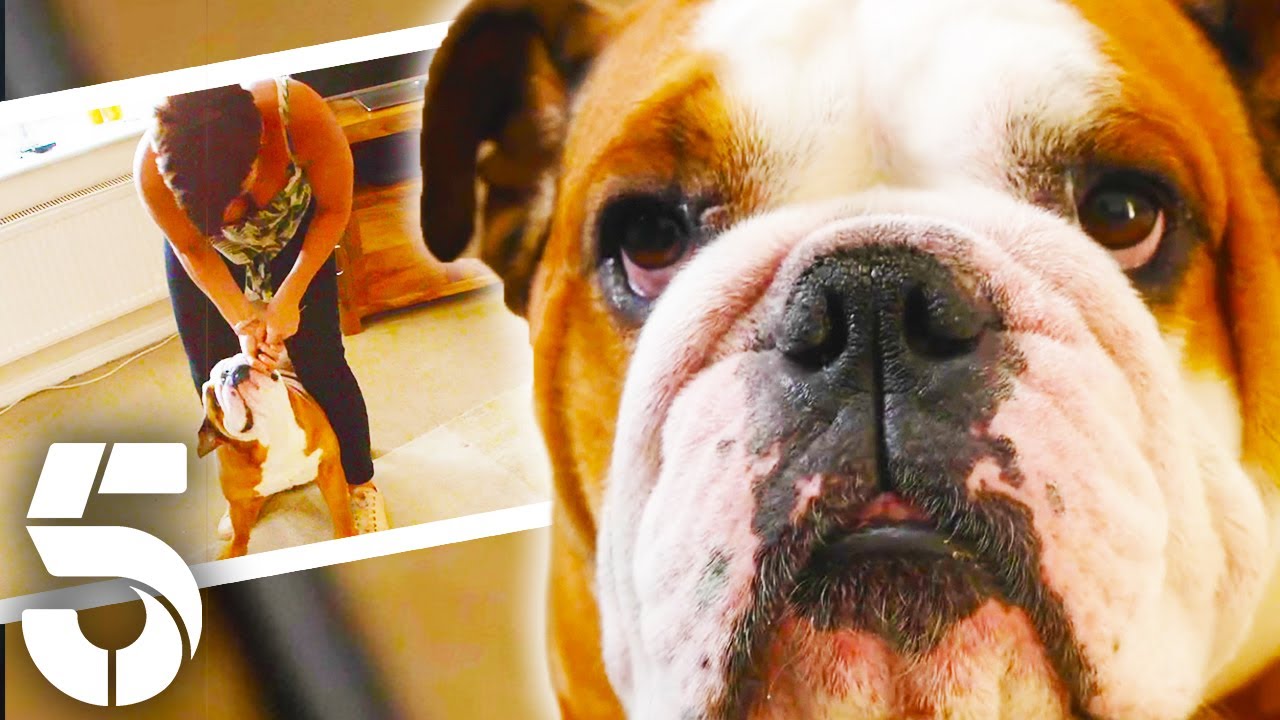 The Dog Who Destroys Everything! | Dogs Behaving (Very) Badly | Channel ...
