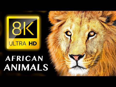 TOP 20 - En Güzel AFRİKA HAYVANLARI 8K VİDEO ULTRA HD