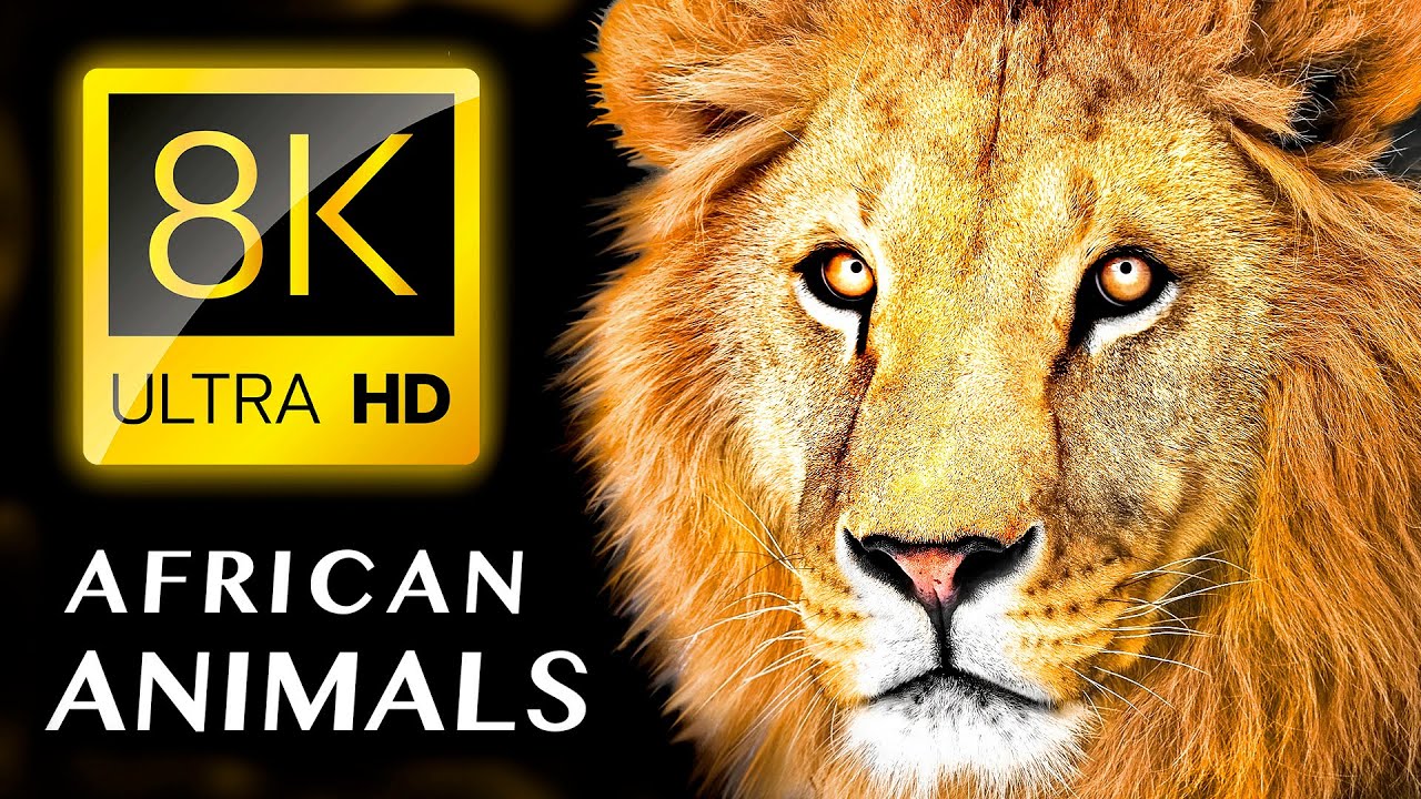 TOP 20 - Most Beautiful AFRICAN ANIMALS 8K VIDEO ULTRA HD - YouTube