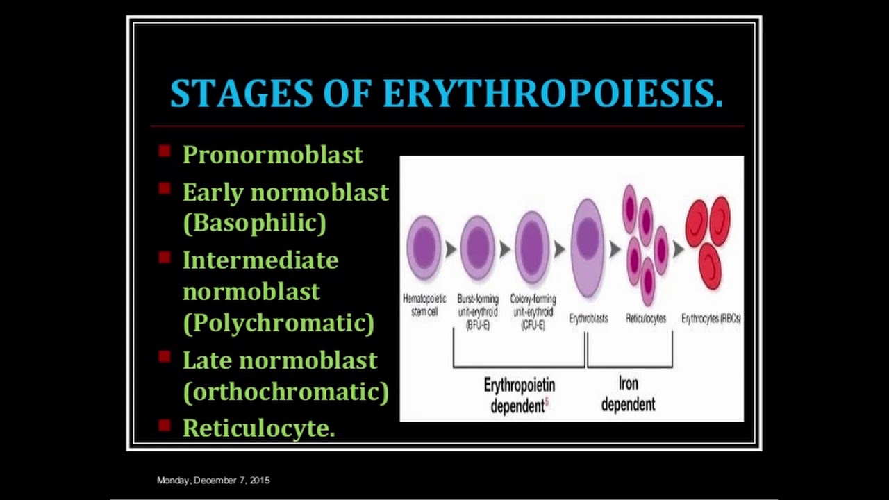 Erythropoiesis [ physiology part 1] - YouTube