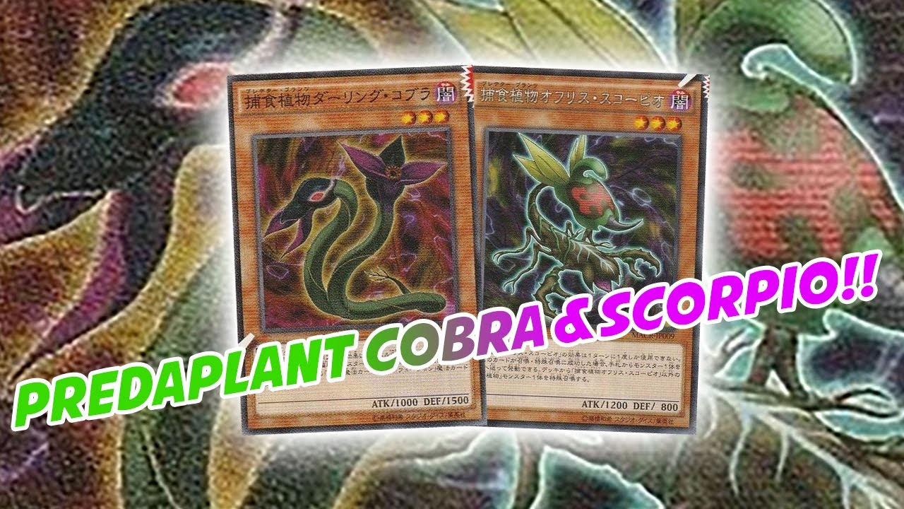 Predaplant Darling Cobra & Ophrys Scorpio Discussion!! THE NEW ...