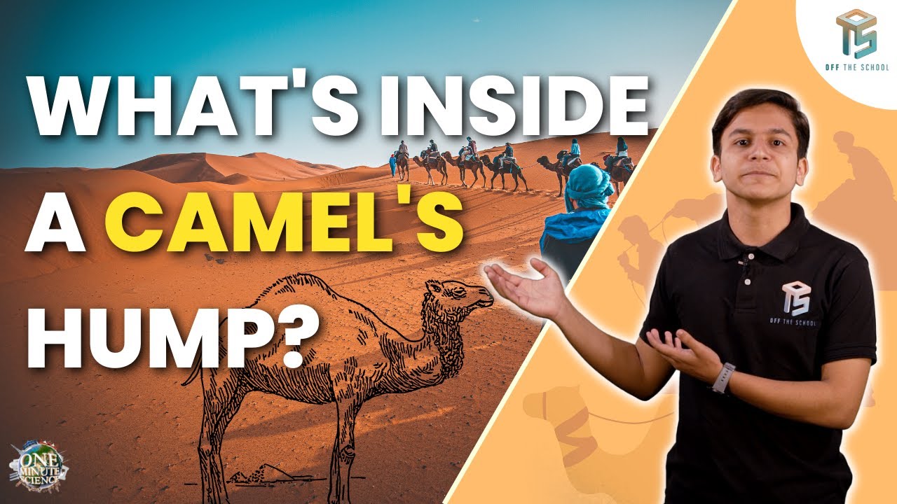 What's inside a Camel's Hump? | Off The School | اردو/ हिंदी - YouTube