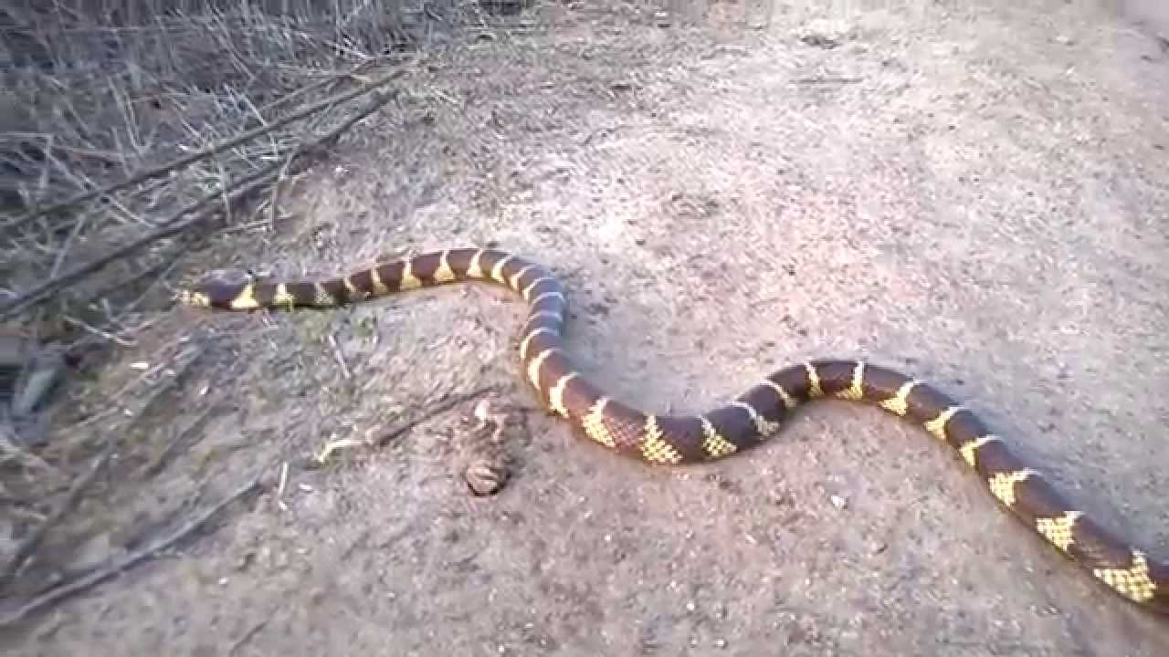 Snakes In Orange County California State Parks and Hiking Trails - YouTube