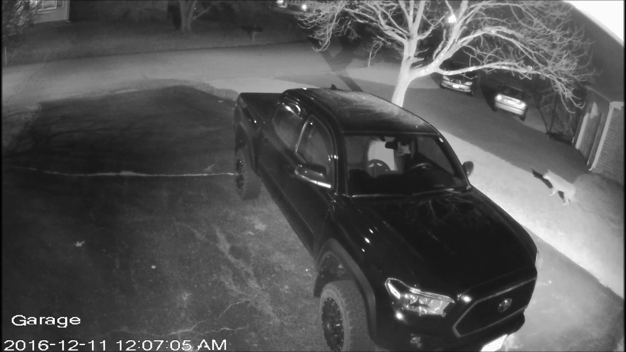 Coyotes on the Hunt - Portsmouth Rhode Island - YouTube