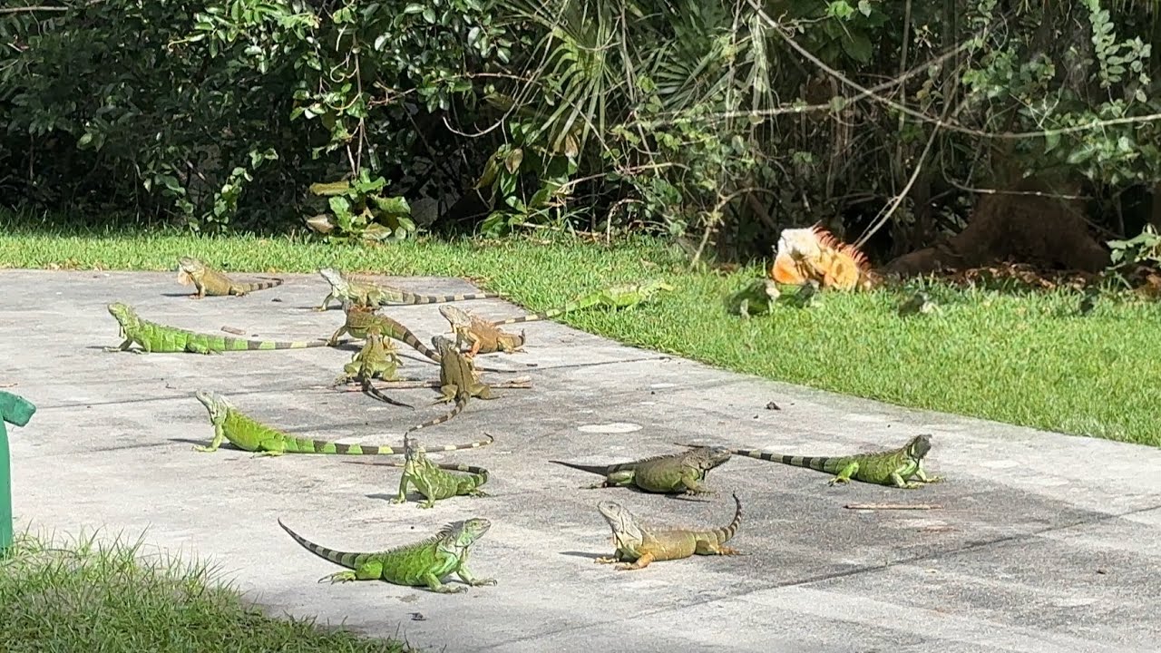 Massive Mess of Iguanas Come out Nest to Feed! How to Live Catch ...
