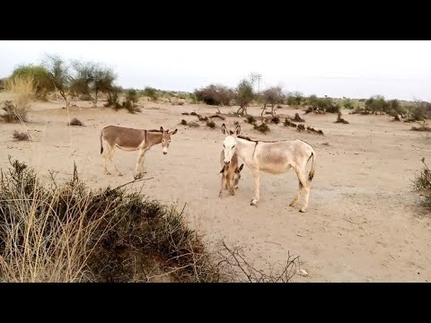 Donkeys are roaming in the forest | Donkeys Documentary - YouTube