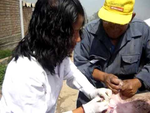 castracion....une - YouTube