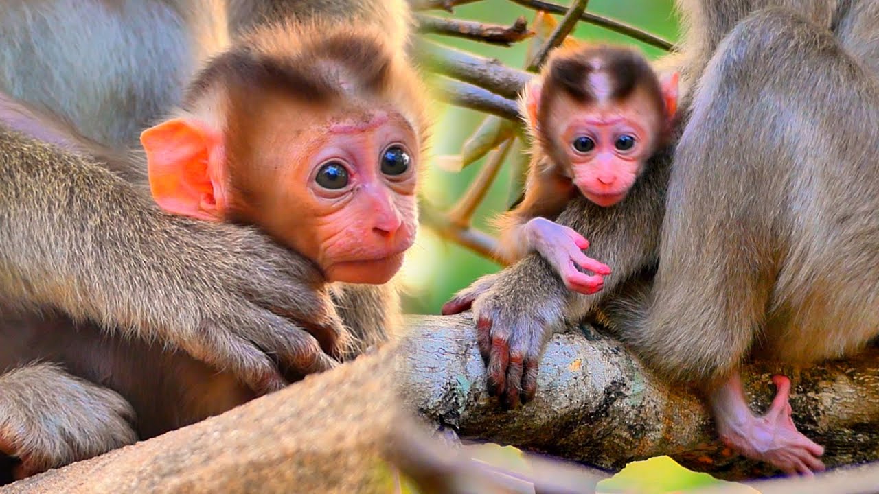 Full of love !! The little hybrid baby is so cute - YouTube