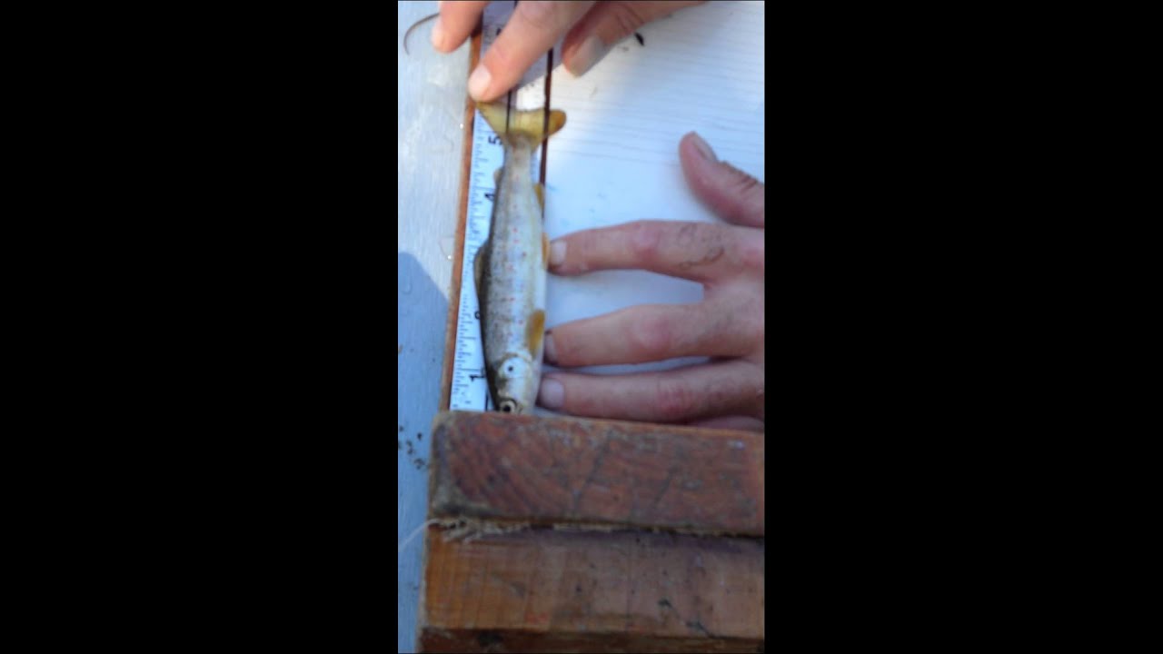 Pit Tagging Atlantic Salmon - YouTube
