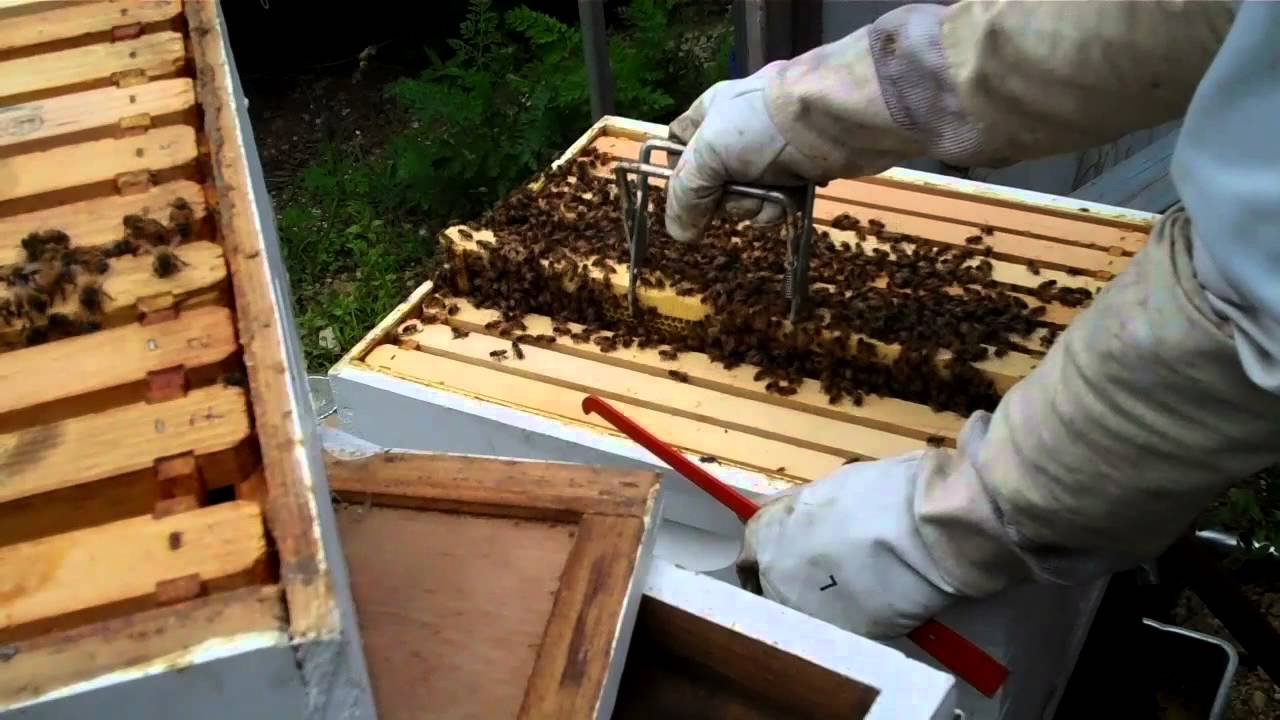 Honey Bee Hive Check - YouTube