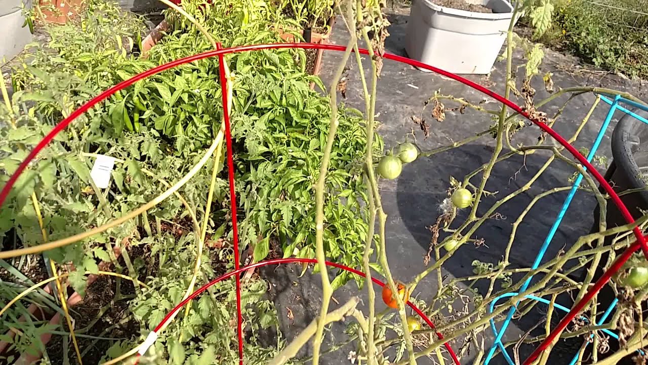 Squash Hydroponic Experiment Update - Epic Fail - YouTube