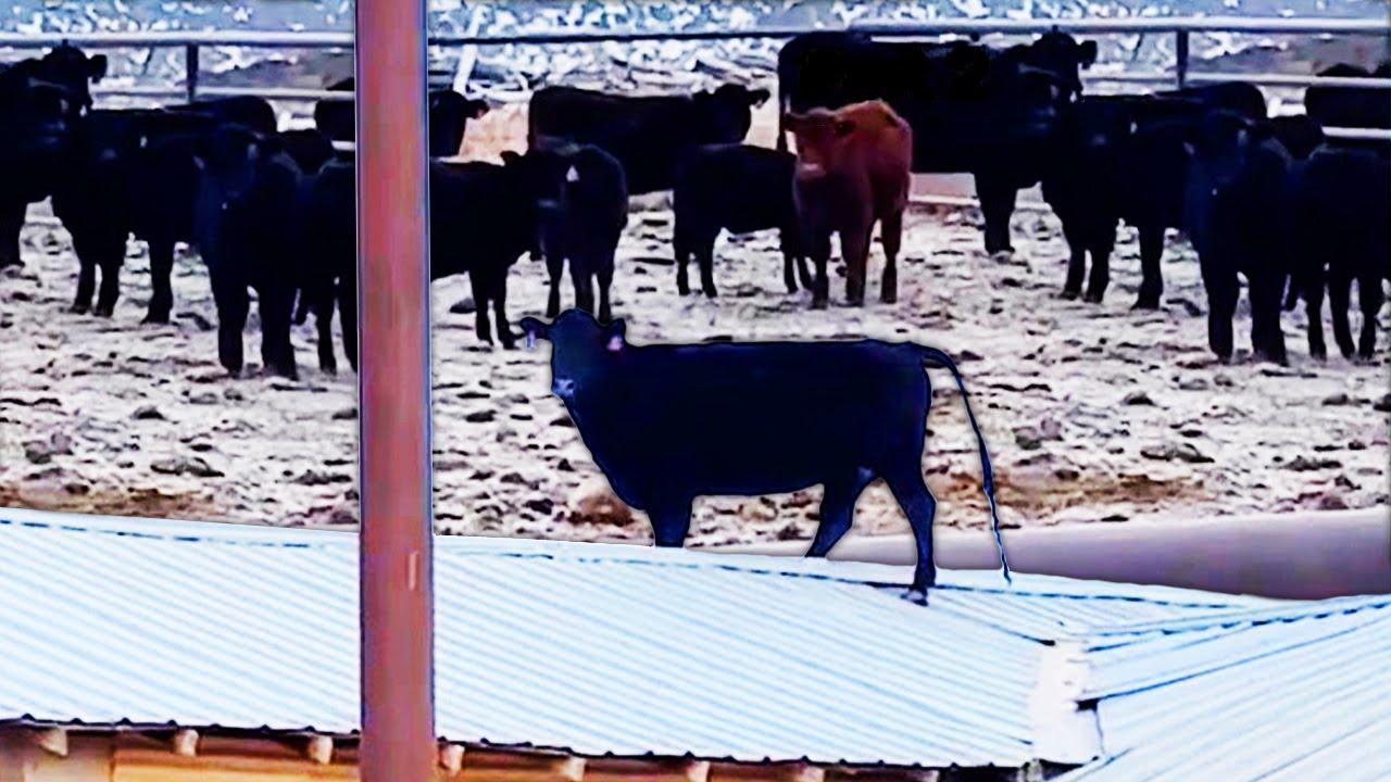 Mischievous Cow Manages To Get On Roof Of Barn - YouTube