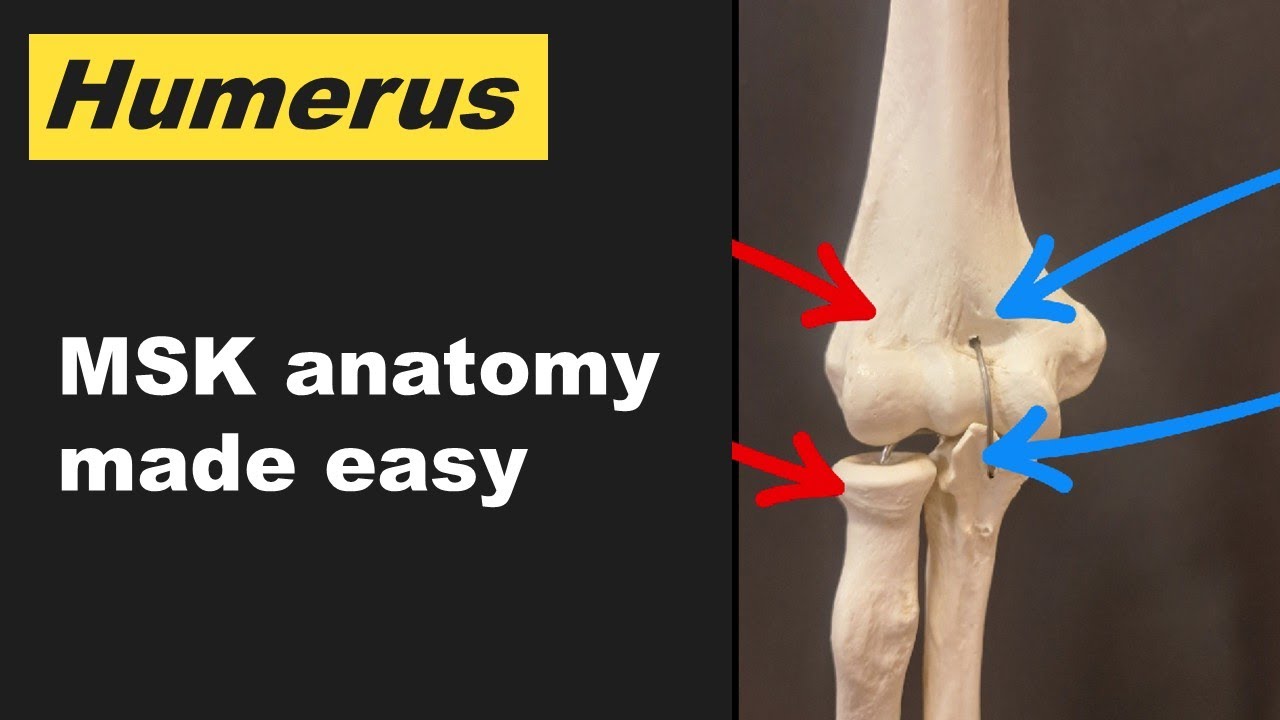 Humerus Anatomy & Landmarks – How to Identify the Proximal and Distal ...
