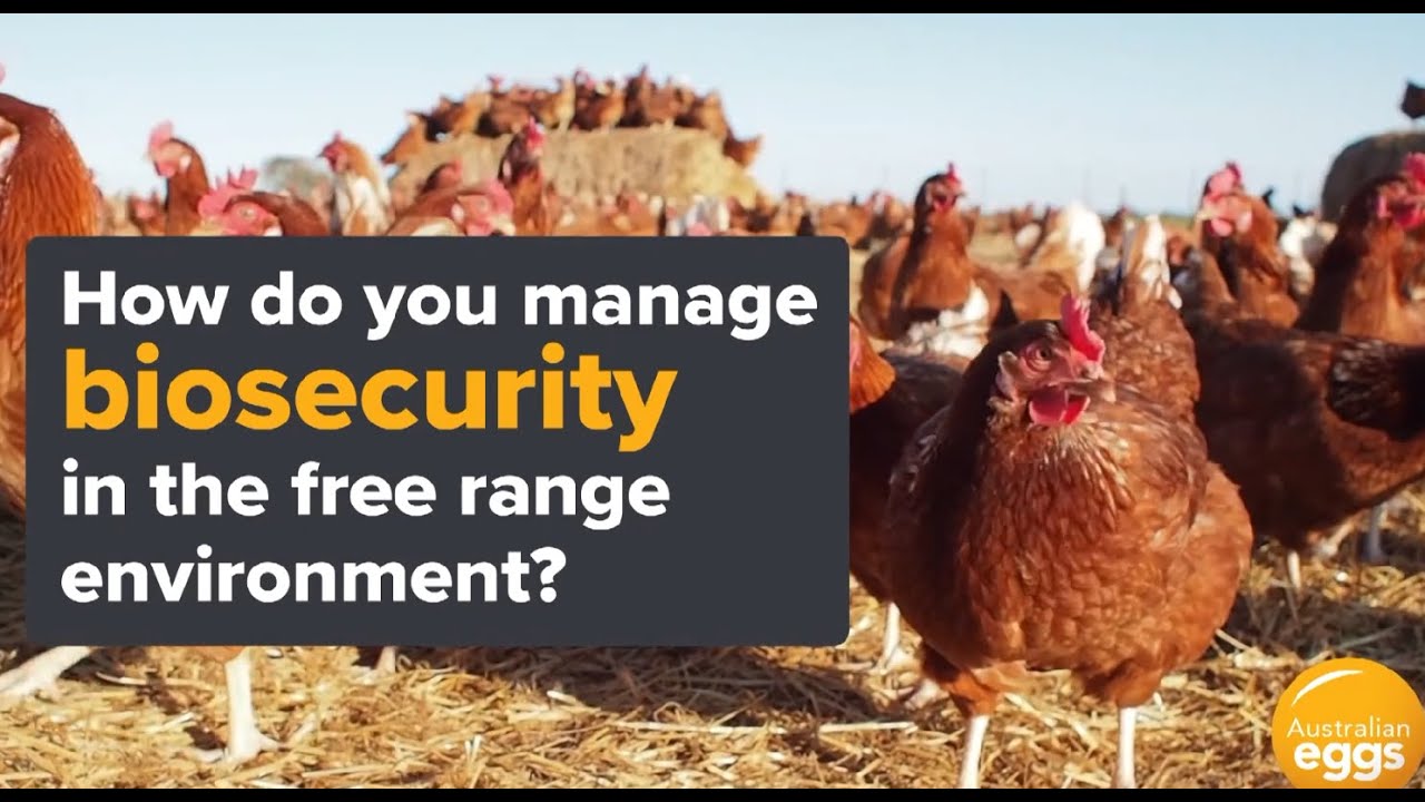 Healthy Hens- Free range biosecurity. - YouTube