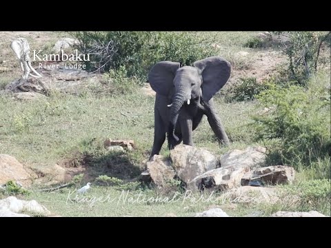The Grumpy Elephant that hates birds. - YouTube