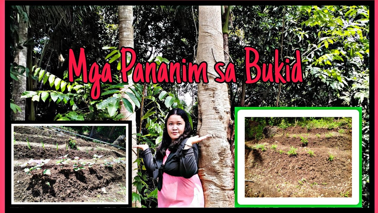 Mga tanim namin sa Bukid #MaeDay - YouTube