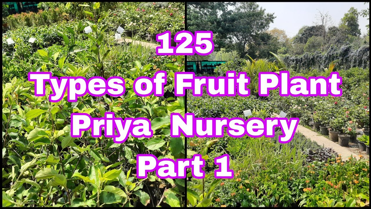 125 TYPES OF FRUIT PLANTS AT PRIYA NURSERY (PART 1 ) |RAMIYA'S ...