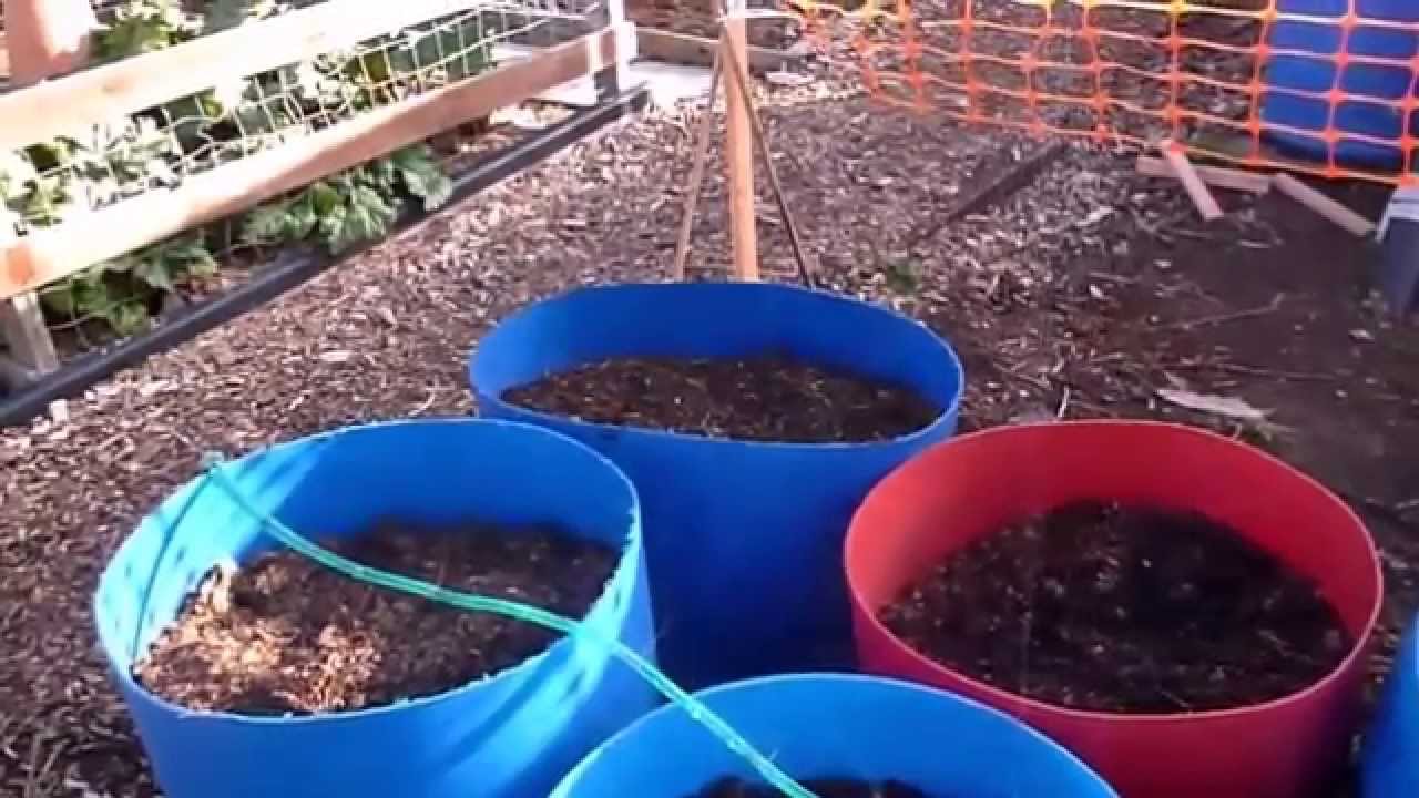 WATERING POTATOES - YouTube